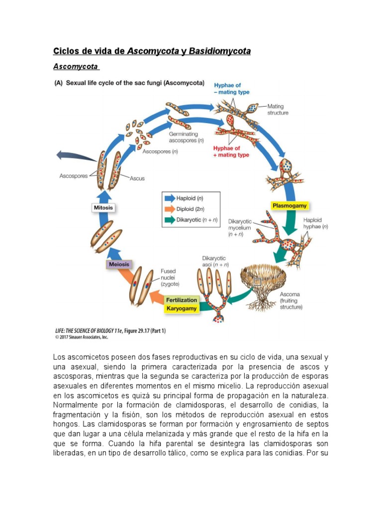 Ciclo De Vida Do Ascomiceto Reino Fungi Características,