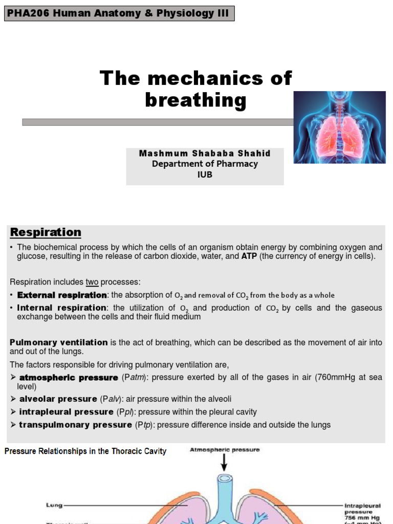 The Mechanics Of Breathing Mashmum Shababa Shahid Pdf Breathing