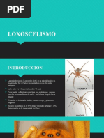 Loxoscelismo: Evaluación y Tratamiento | PDF | Araña | Especialidades ...