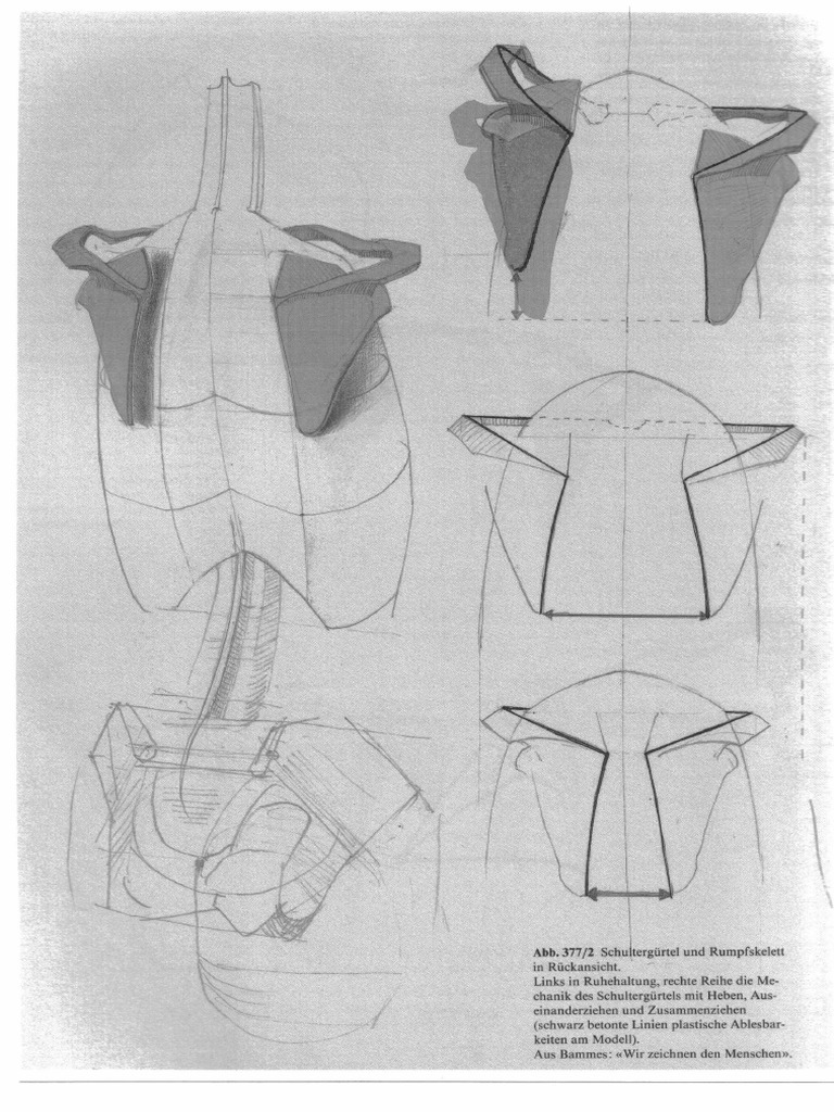 Gottfried Bammes Die Gestalt Des Menschen Anatomy Amp Visual Arts 3 3 | PDF