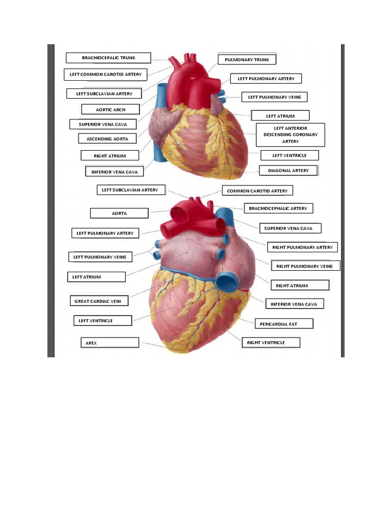 Heart Labels Cardiovascular | PDF | Aorta | Vein