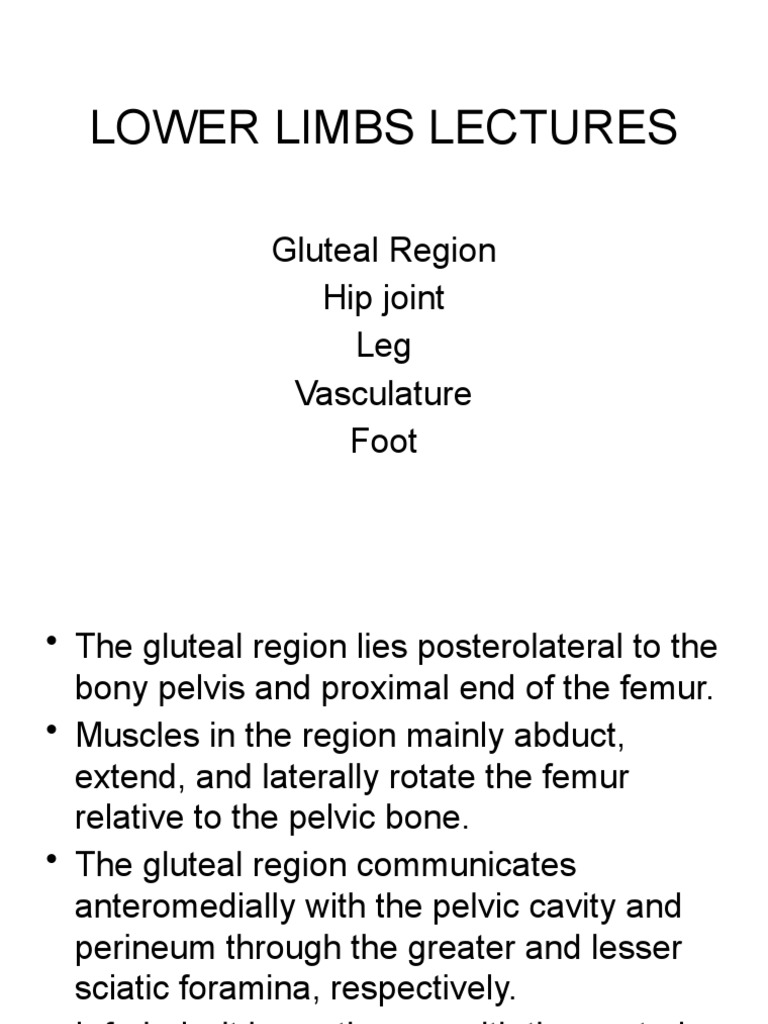 2018 Med. Students-Lower Limb Lect. | PDF | Human Leg | Foot