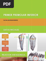 Tabla de Medidas para Dientes Permanentes | PDF | Anatomia dental | Diente