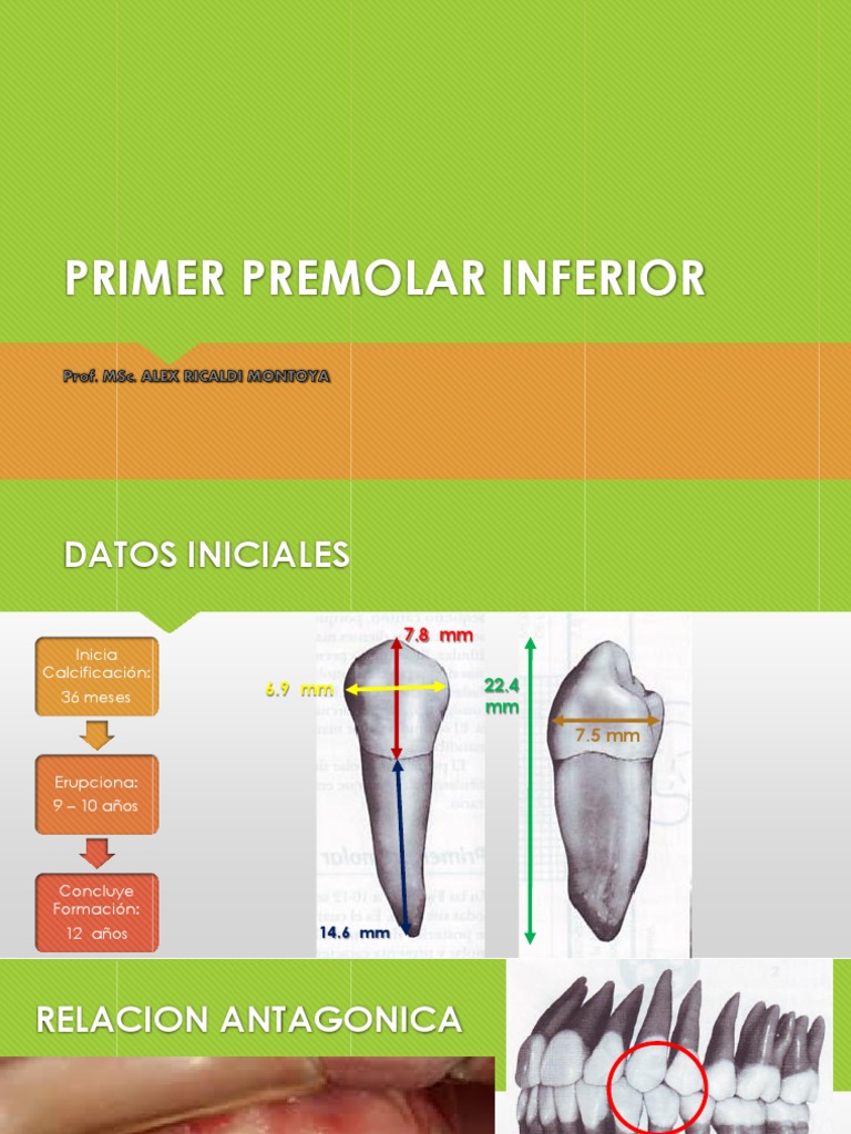Primer Premolar Inferior | PDF | Ramas de Odontología | Anatomia dental