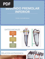 Primer Molar Superior 1 | PDF | Diente | Anatomia dental