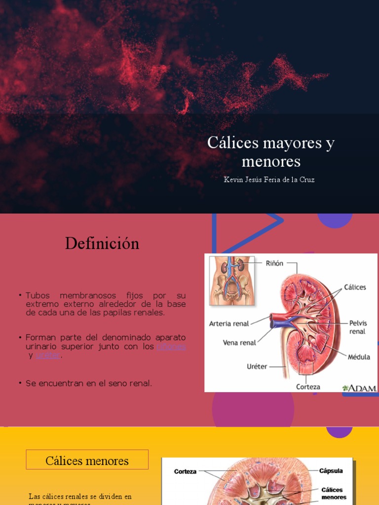 Cálices Mayores y Menores | PDF