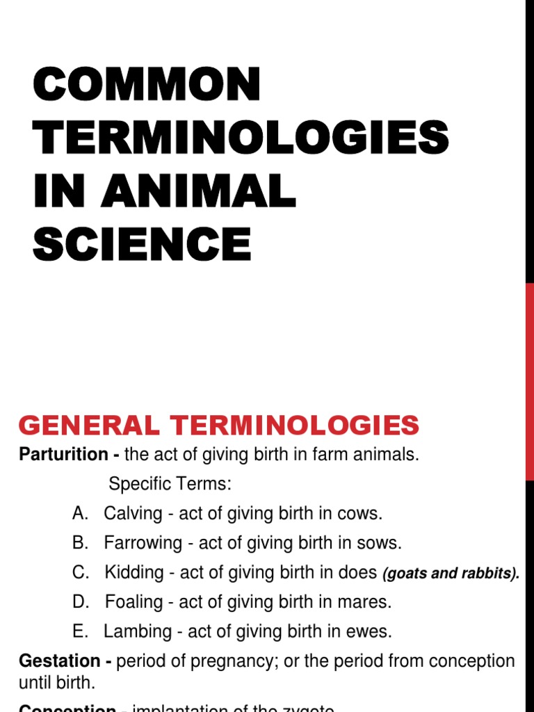 ANSCI2 (Common Terminologies in Animal Science) | PDF | Sheep | Mare