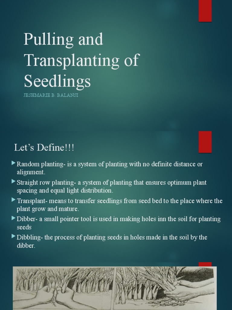 Pulling and Transplanting of Seedlings | PDF | Home & Garden