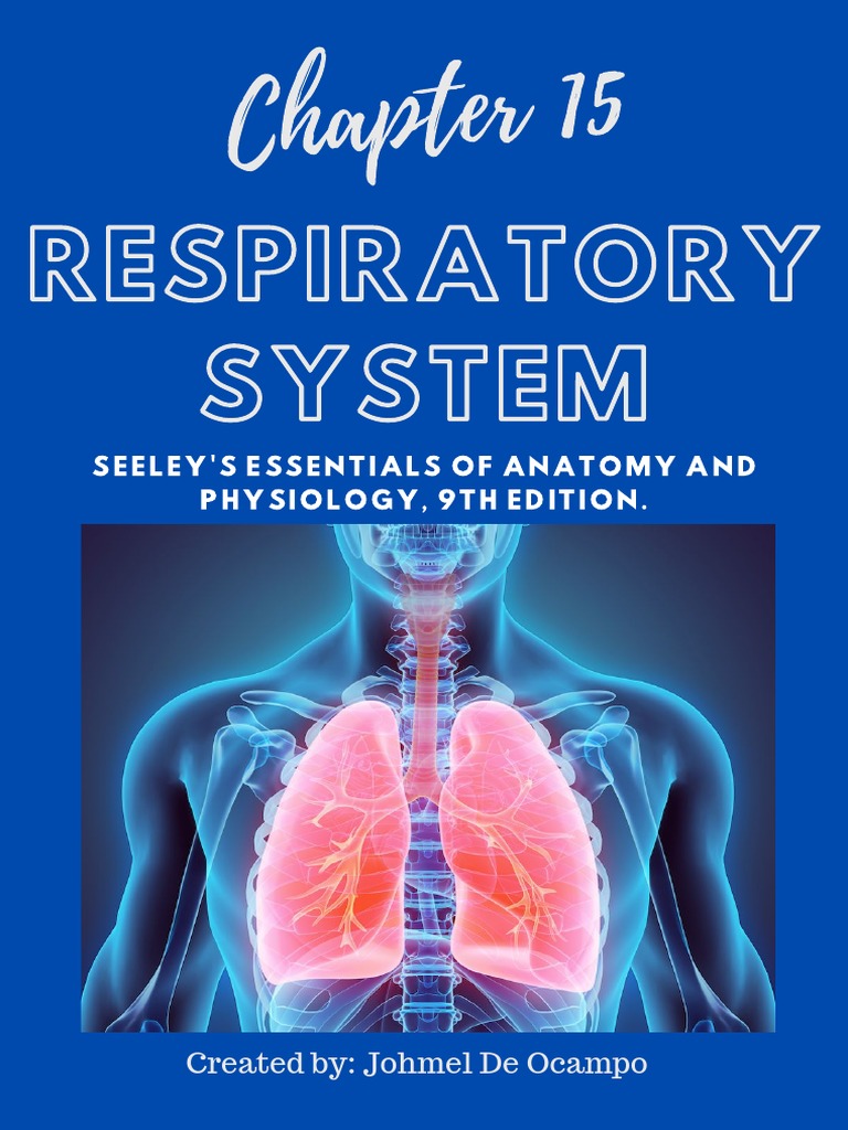 A&P Chapter 15 Respiratory System | PDF | Lung | Respiratory Tract