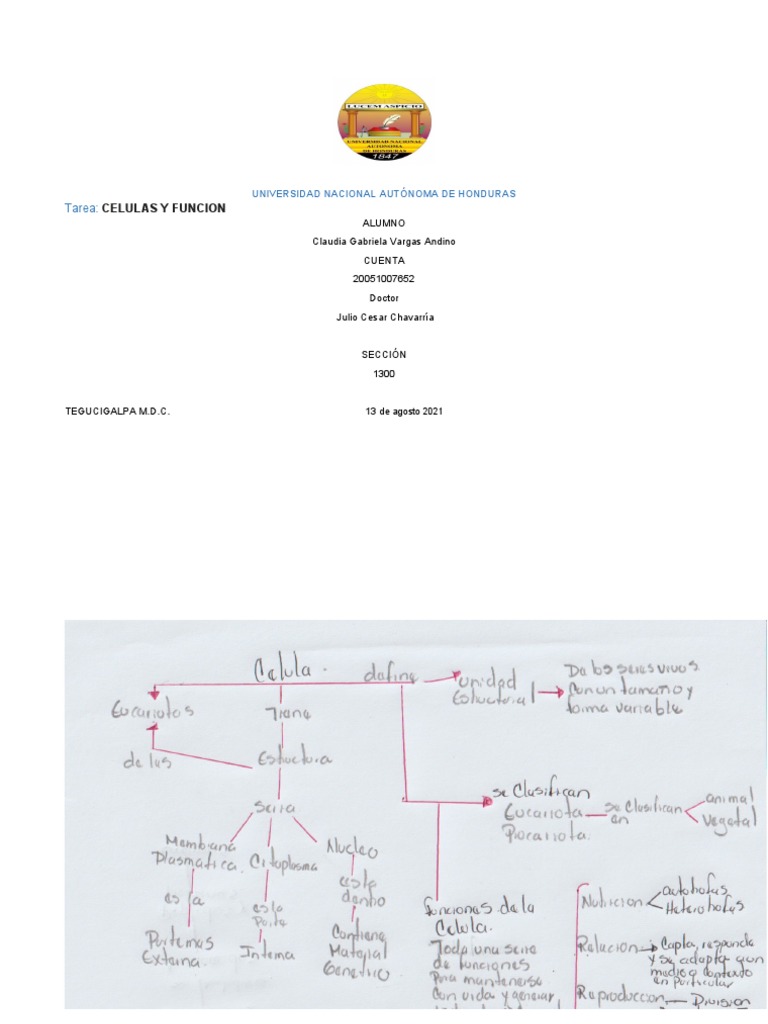 Mapa Conceptual Celula y Funciones 1 | PDF