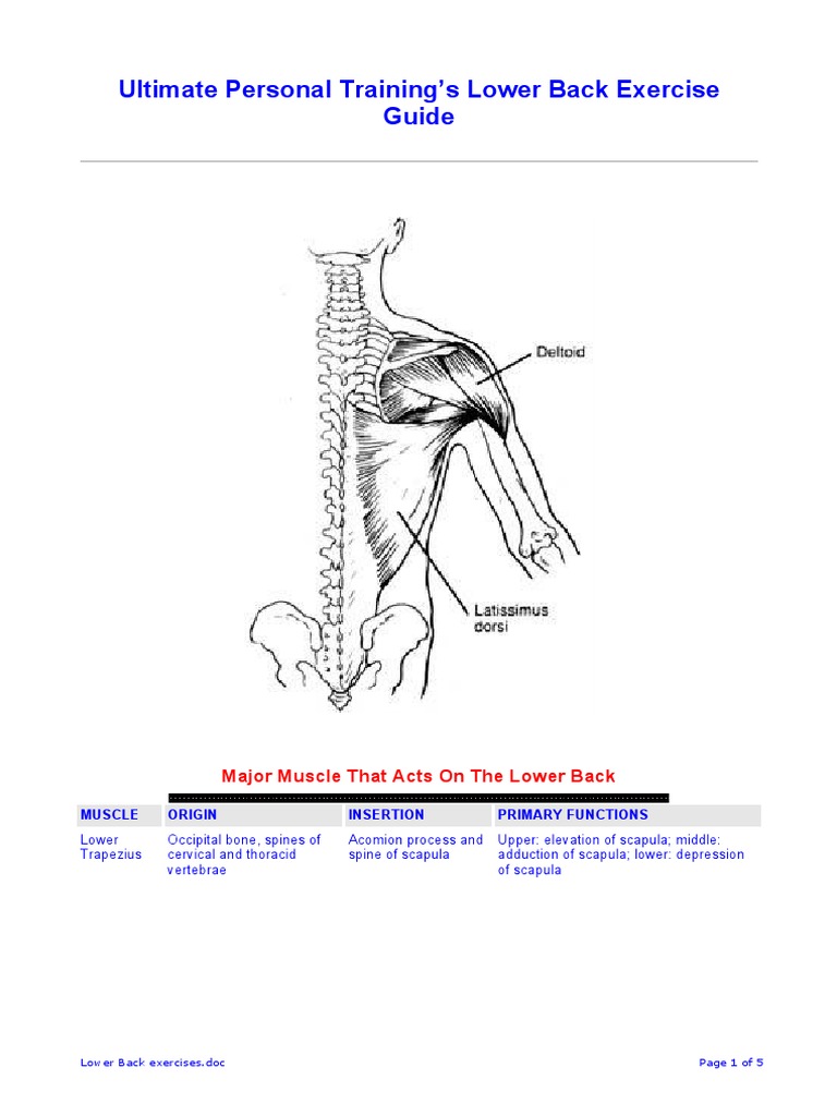 Lower Back Exercises | PDF | Anatomical Terms Of Motion | Human Anatomy
