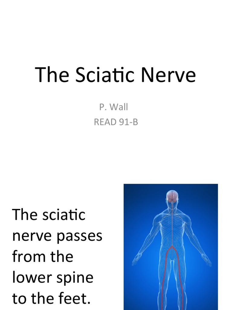 An Overview of the Sciatic Nerve, Common Causes of Sciatica, and ...