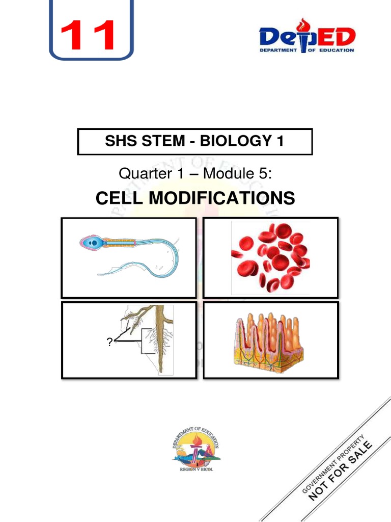 SHS STEM Bio1 Q1 Week 3 Module 5 - Cell Modification | PDF | Small ...