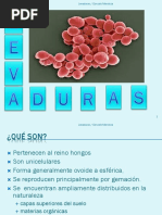 El Poder Desinfectante de Los Yodóforos | PDF | Ph | Agua