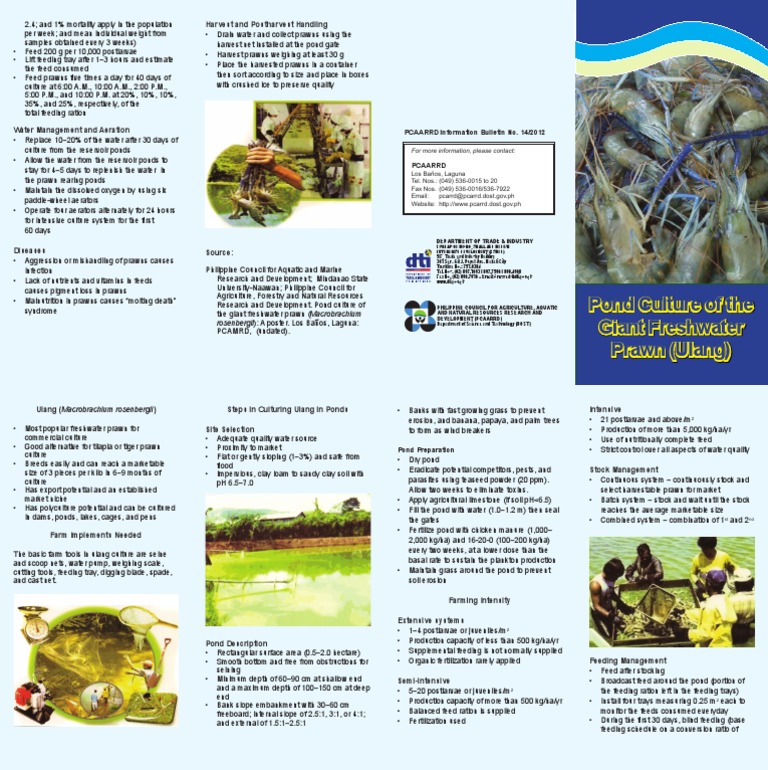 Pond Culture of The Giant Freshwater Prawn (Ulang) : Harvest and ...
