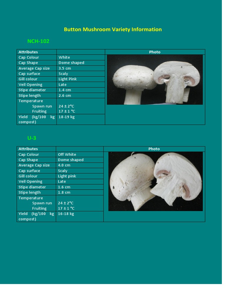 Button Mushroom Variety Overview | PDF | Mushroom | Mycology