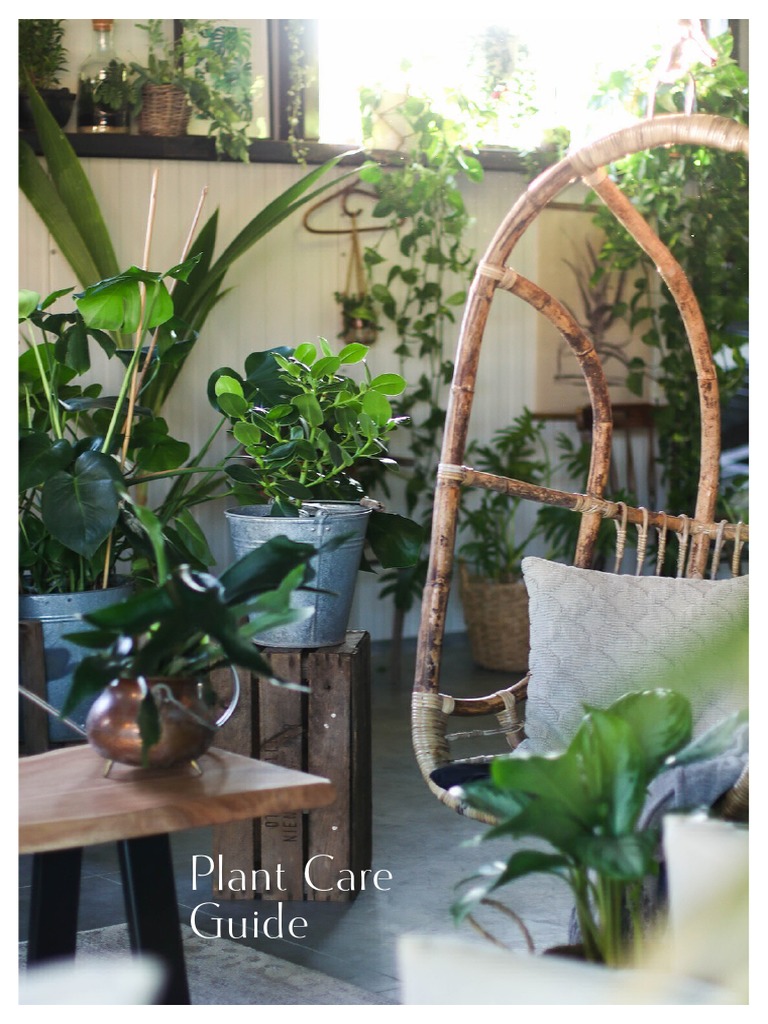 Plant Care Guide | PDF | Humidity | Plants