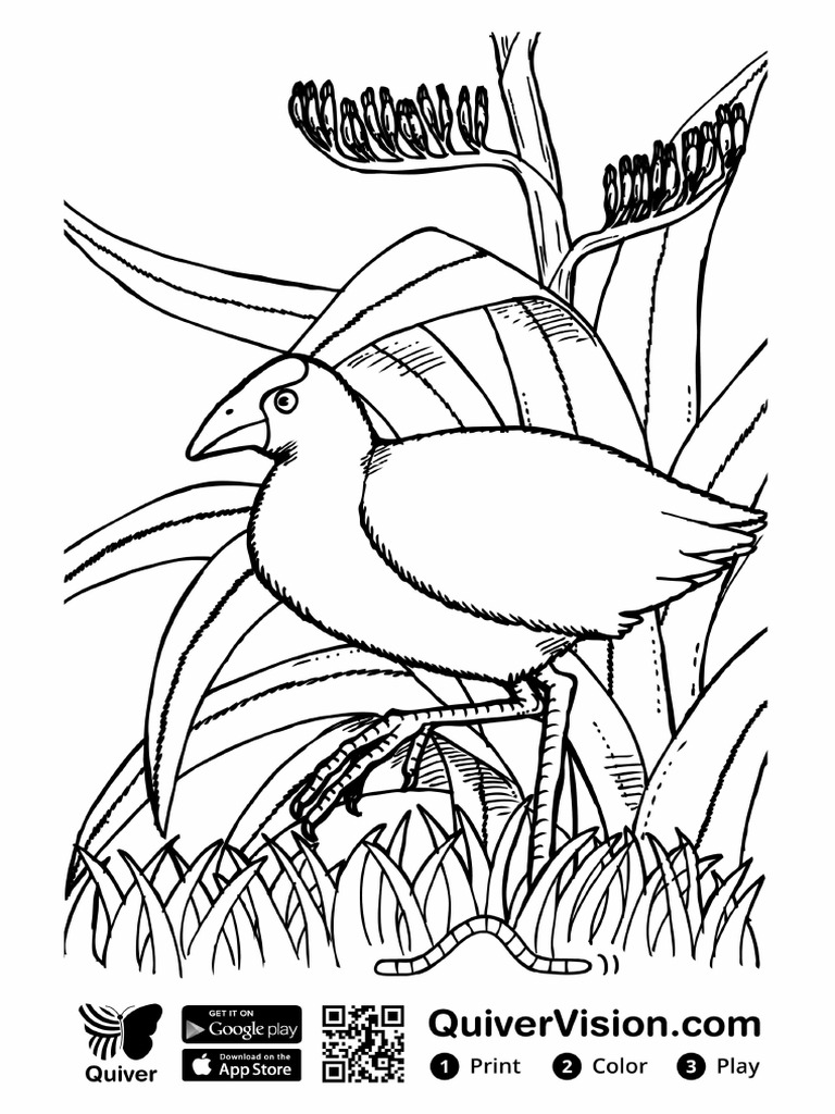 Pukeko | PDF
