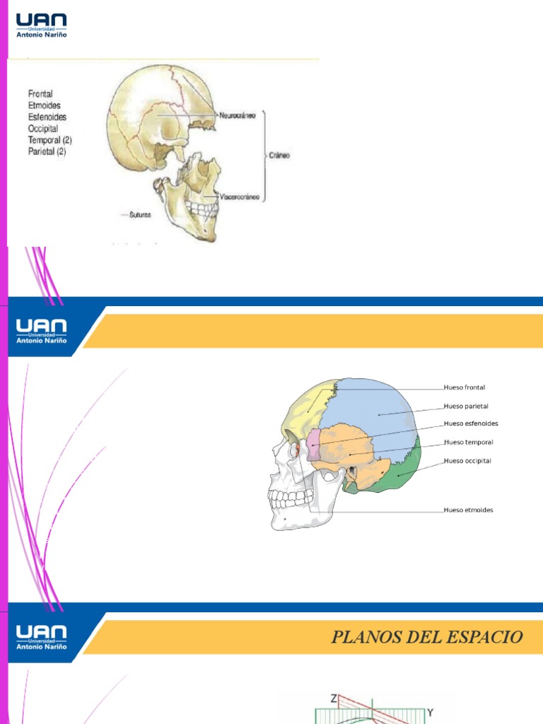 La anatomía del cráneo: los huesos que lo componen, sus partes y ...