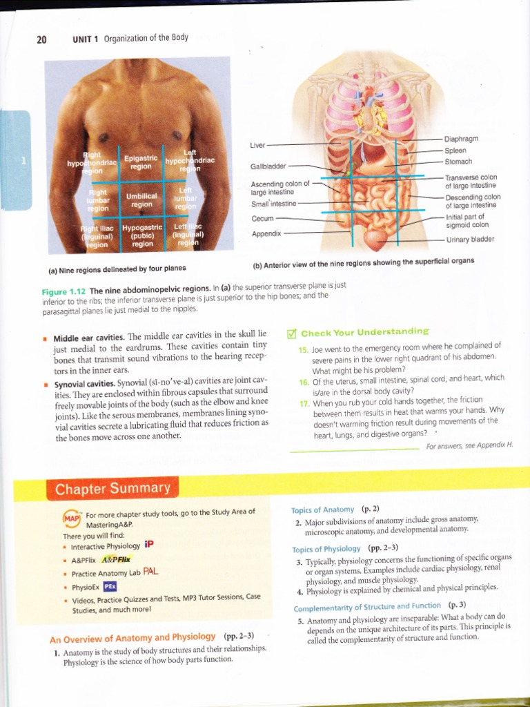 The Nine Abdominopelvic Regions and Thier Organs | PDF