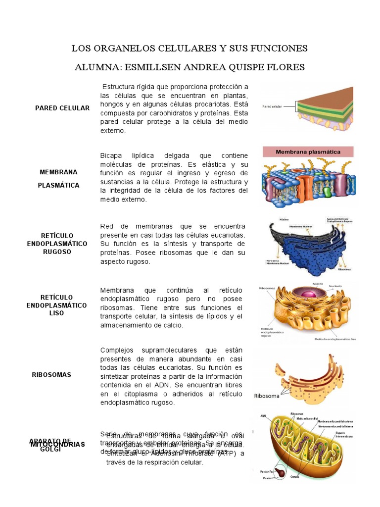 Organelos Y Sus Funciones Célula: Estructura Y Funciones