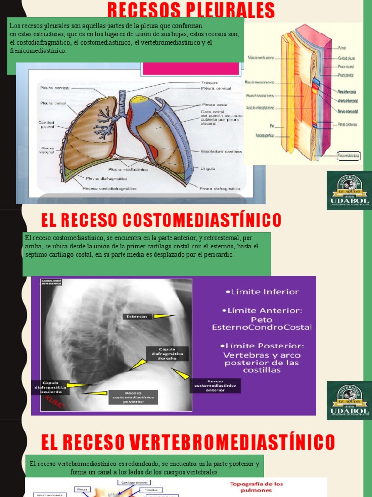 Recesos Pleurales | PDF