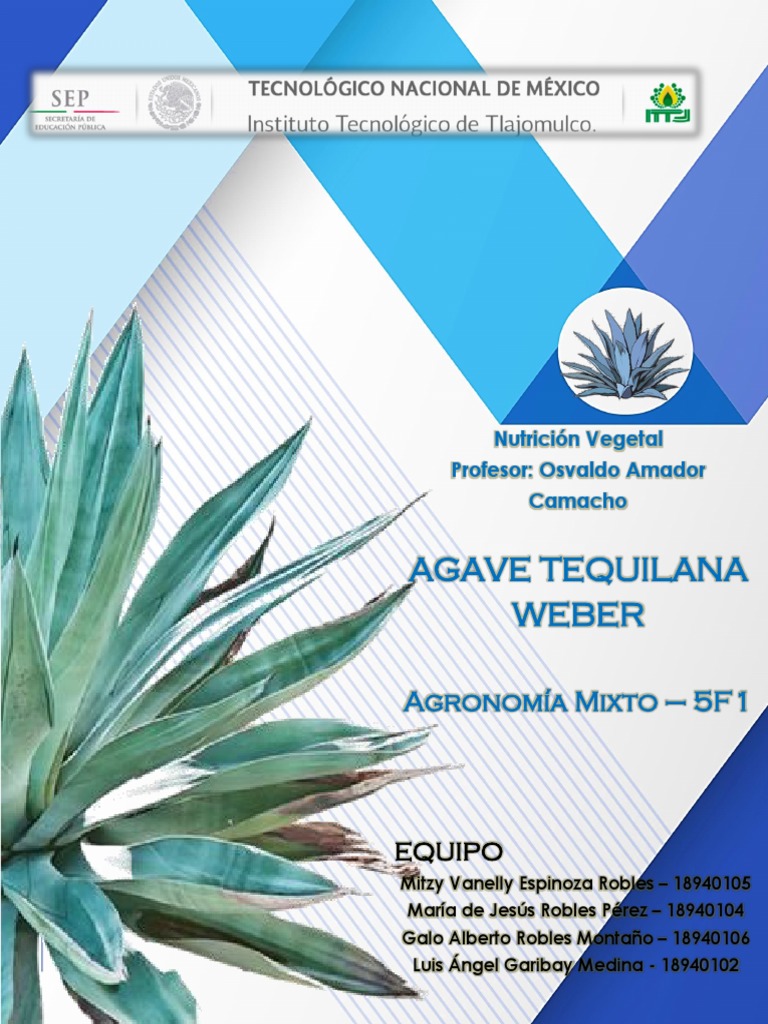 Agave Tequilana Weber - Nutrición Vegetal 5F1 | PDF | Hoja | Calcio