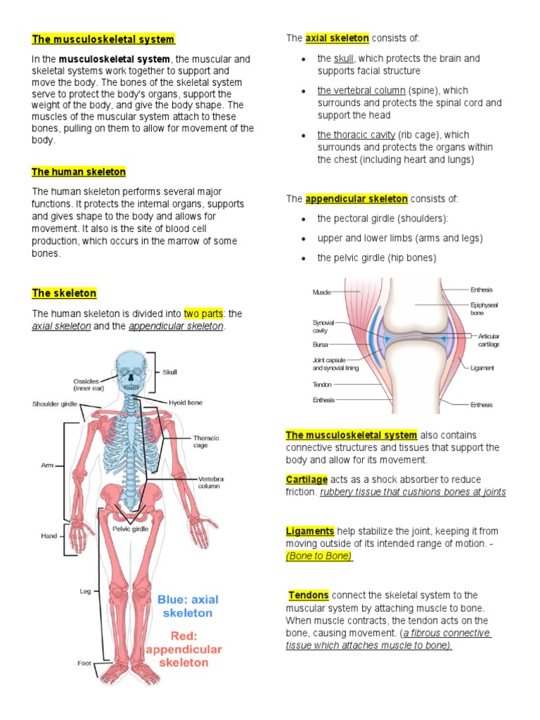 Musculoskeletal System | PDF | Skeleton | Human Musculoskeletal System