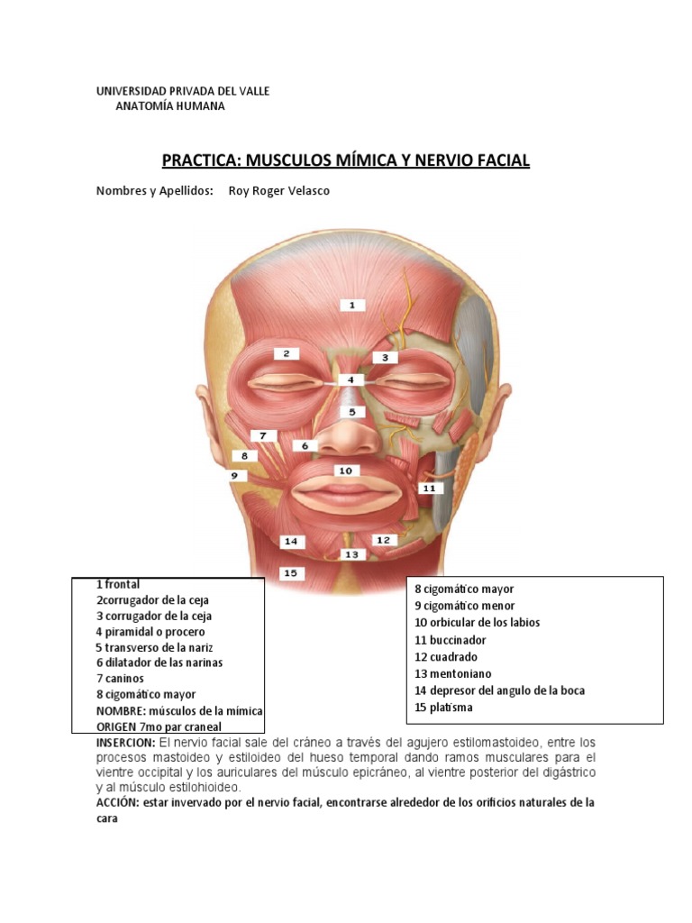 M. Mimica y Nervio Facial R | PDF | Cráneo | Anatomía humana