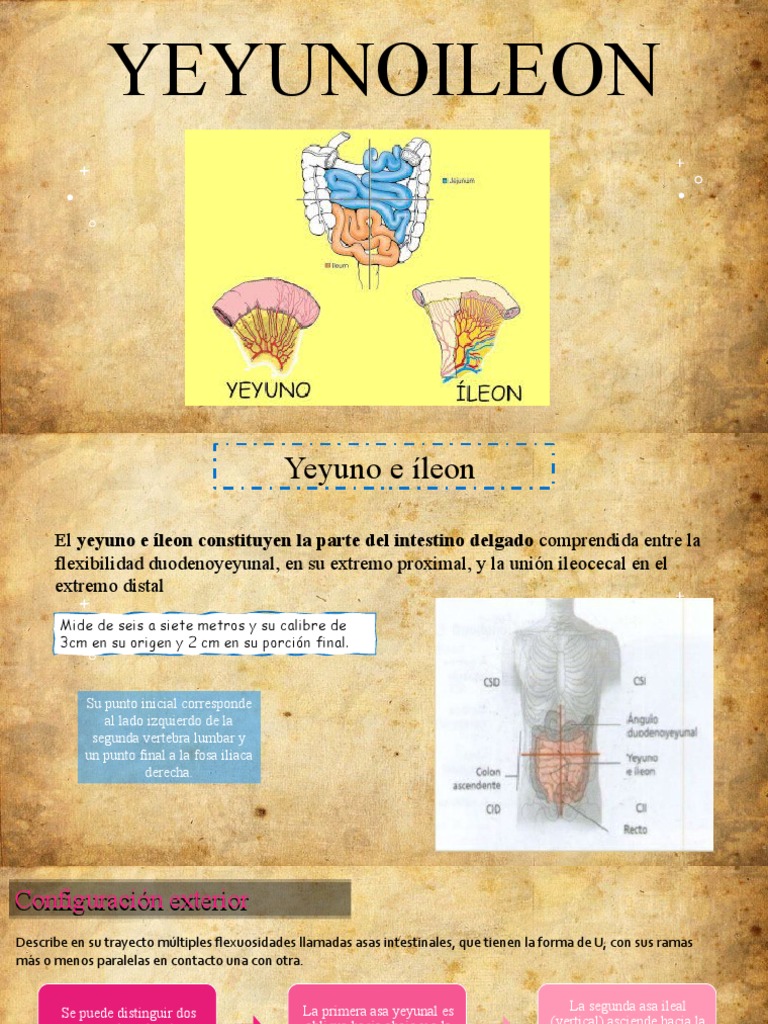 Anatomía del yeyuno e íleon | PDF | Abdomen | Intestino grueso