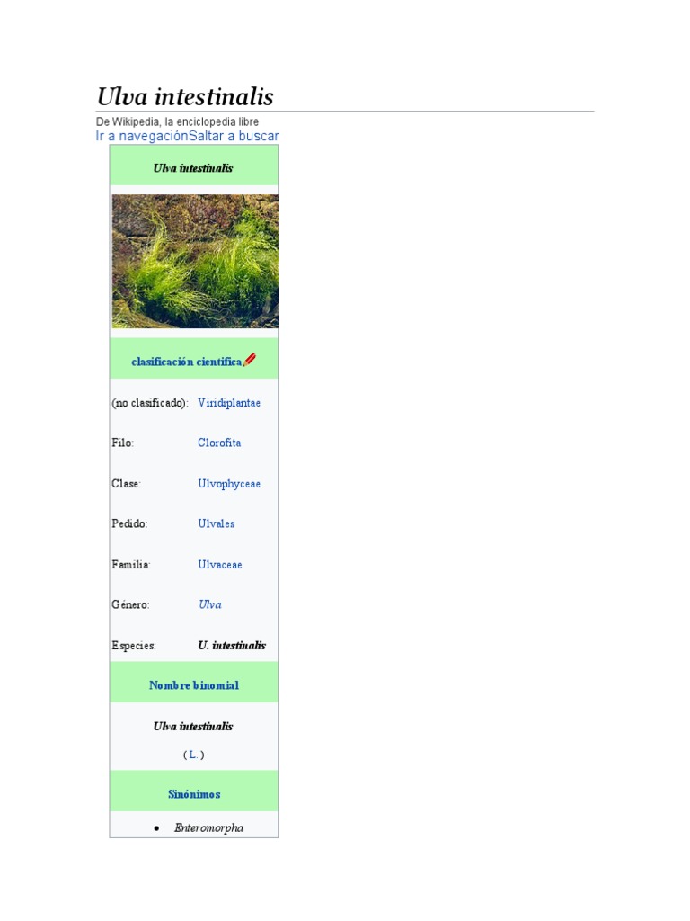 Ulva intestinalis: ciclo de vida y sinónimos | PDF | Algas | Eucariotas