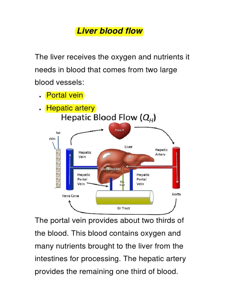 Liver Blood Flow | PDF | Liver | Vein