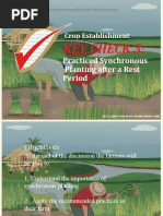 Rice Morphology and Growth Stages Guide | PDF | Rice | Seedling
