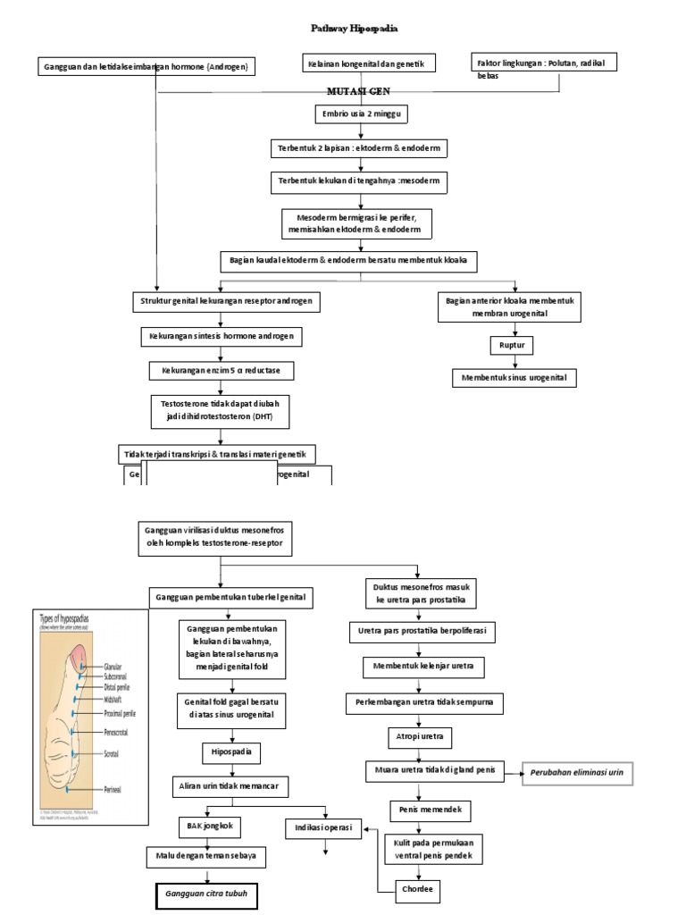 Pathway Hipospadia | PDF