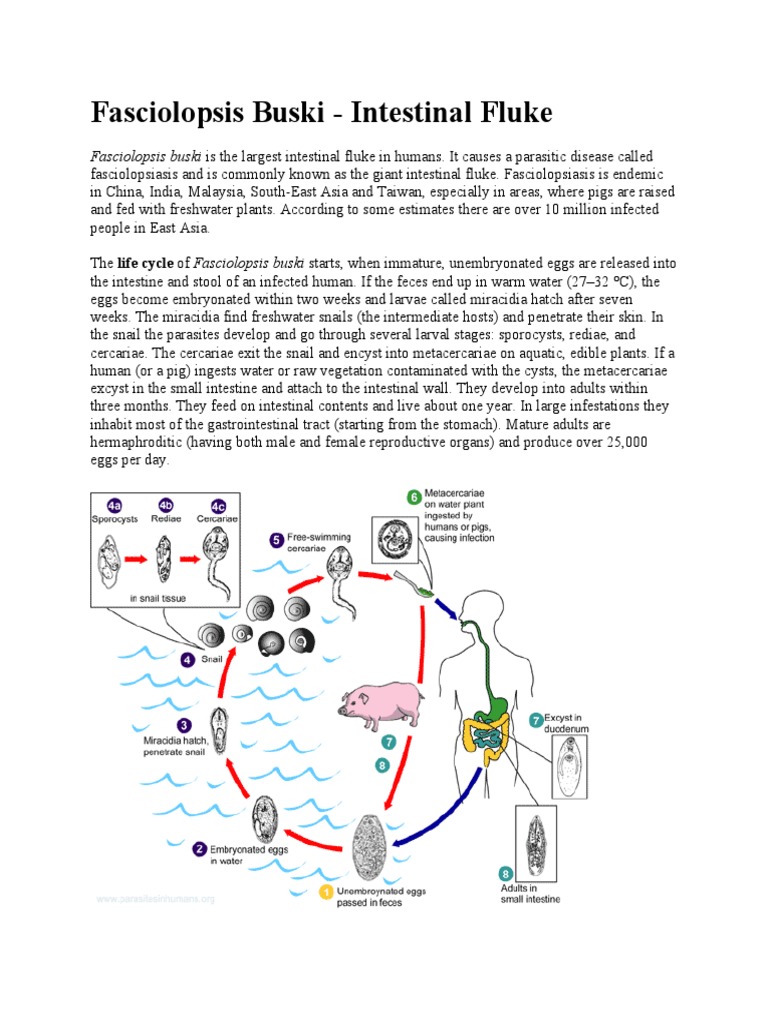 The Life Cycle and Treatment of the Giant Intestinal Fluke Fasciolopsis ...