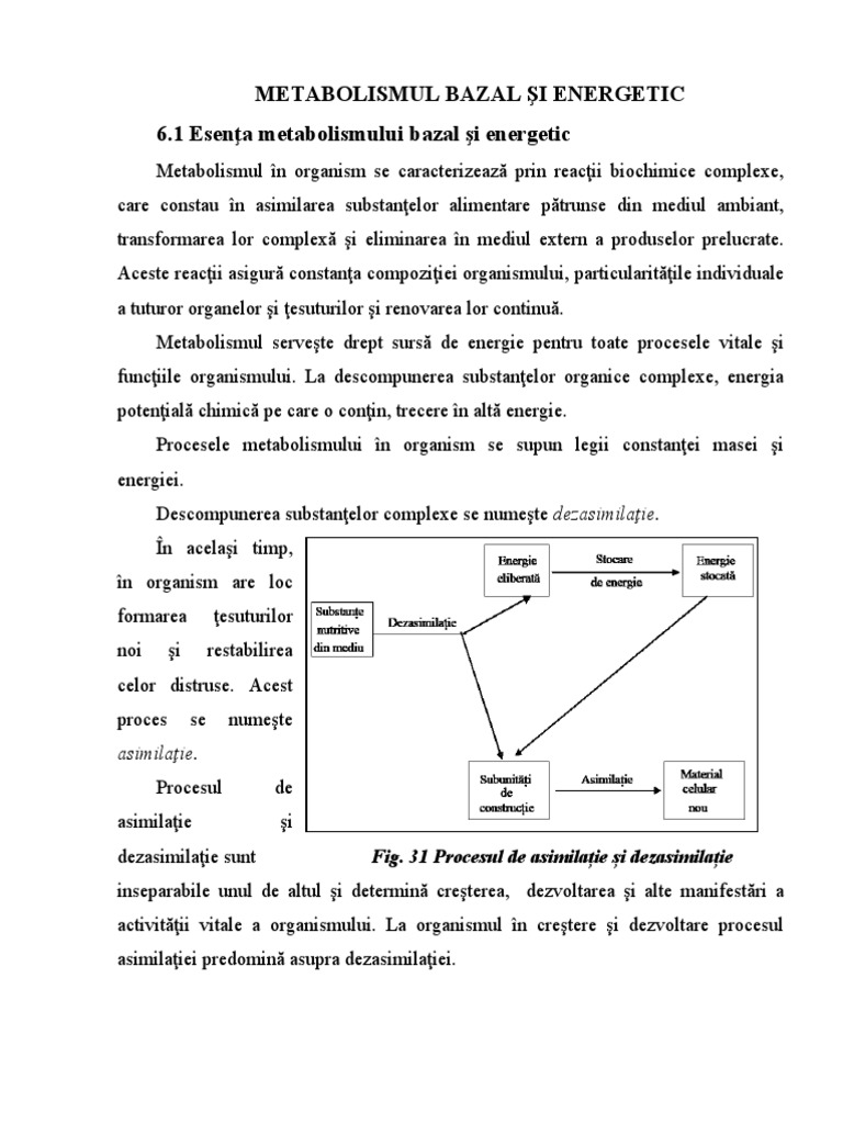 Metabolismul Bazal Şi Energetic 4 | PDF