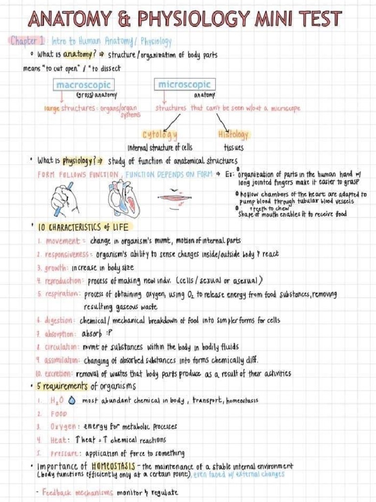Anatomy and Physiology Notes (SRC-FB) | PDF