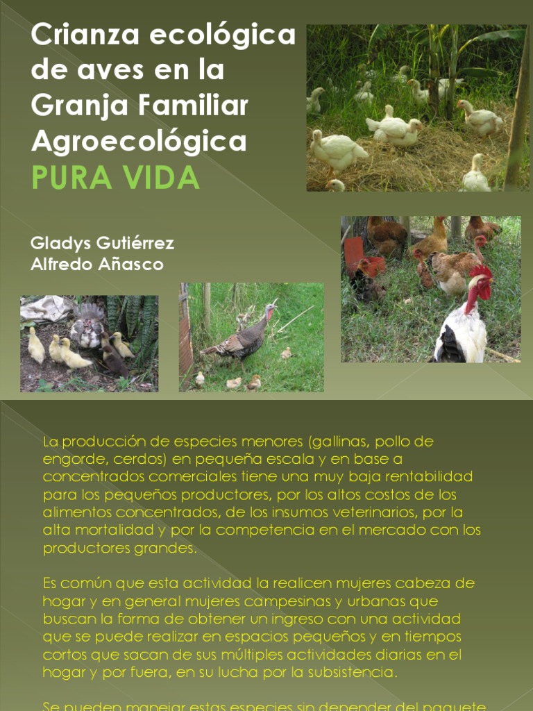 Crianza sostenible de aves de corral en una granja familiar ...