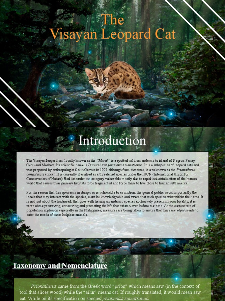Visayan Leopard Cat | PDF | Organisms | Felids