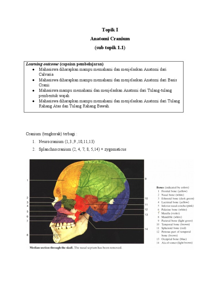 Anatomi Cranium untuk Mahasiswa | PDF | Kajian Bahasa Asing