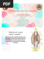 Anatomía de los Músculos Paravertebrales | PDF | Tejido suave ...