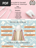 Proceso Alveolar | PDF | Hueso | Anatomía