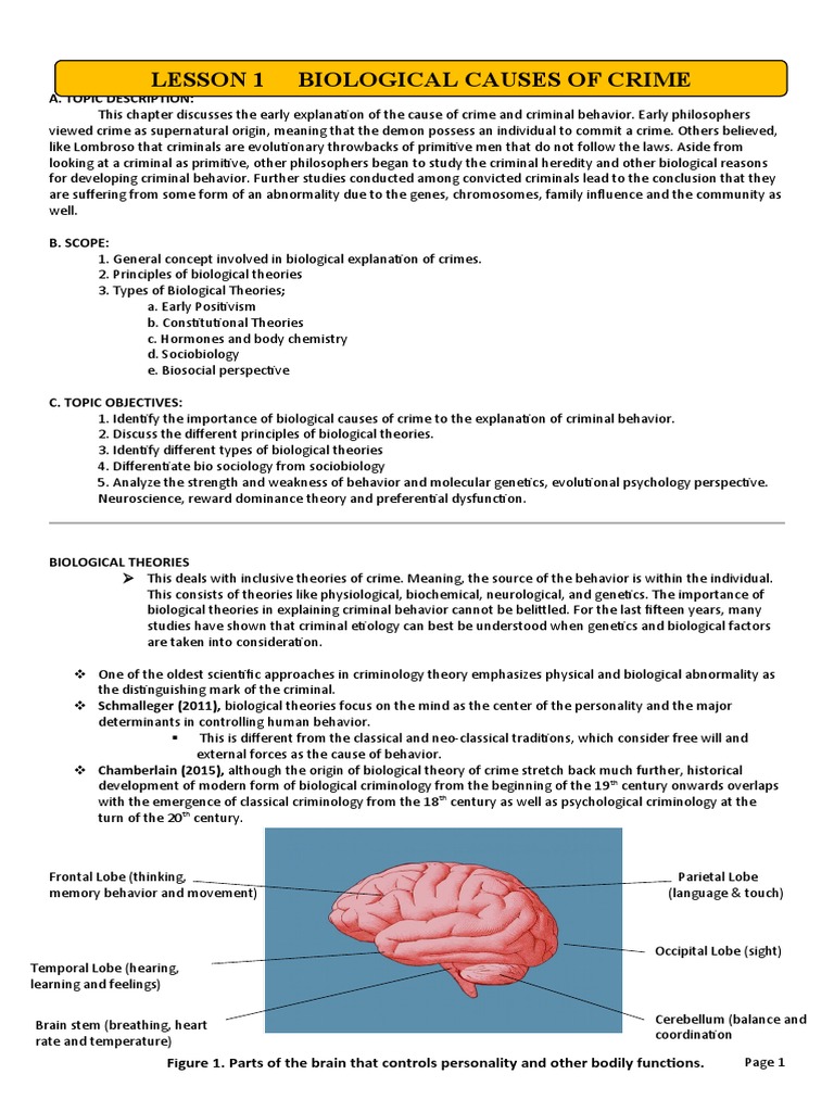Biological Theories of Criminal Behavior | PDF | Sociobiology | Physiognomy