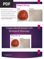 Guidelines for Effective Biological Drawings | PDF | Drawing