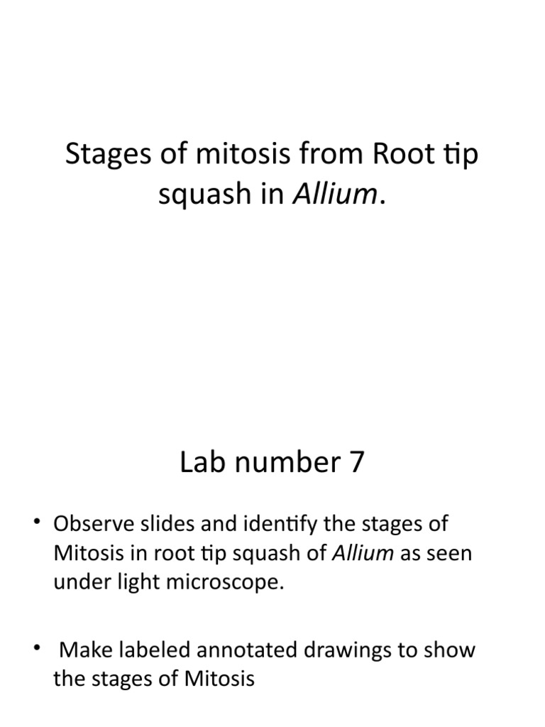 Stages of Mitosis From Root Tip Squash in Allium | PDF