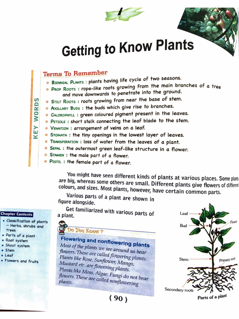 Gettingto Know Plants Book | PDF | Leaf | Root