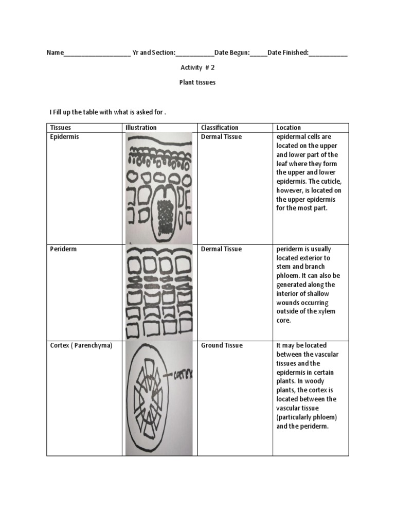 Plant Tissue Classification Activity | PDF | Tissue (Biology) | Plant Stem