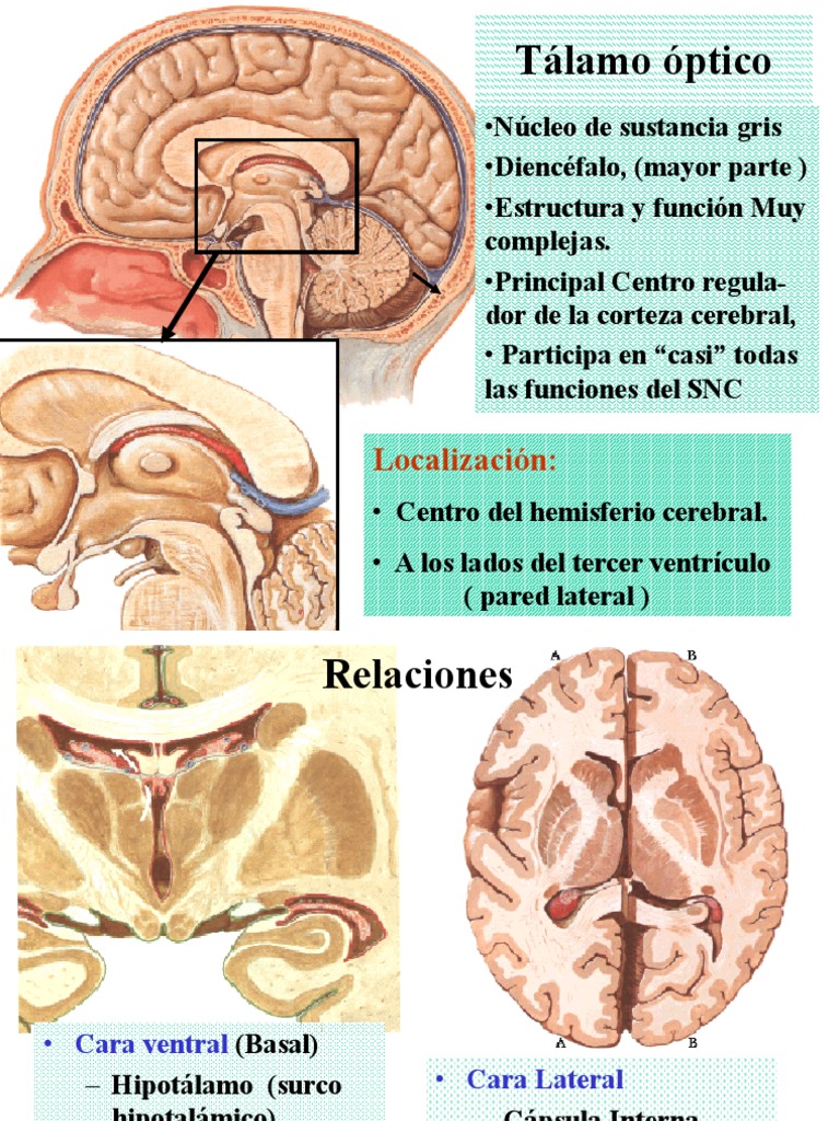 Tálamo | PDF | Tálamo | Anatomía