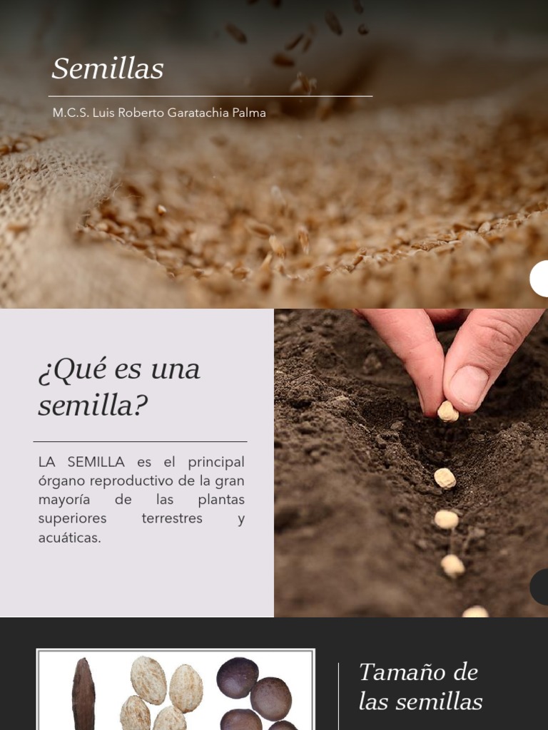Semillas | PDF | Germinación | Semilla