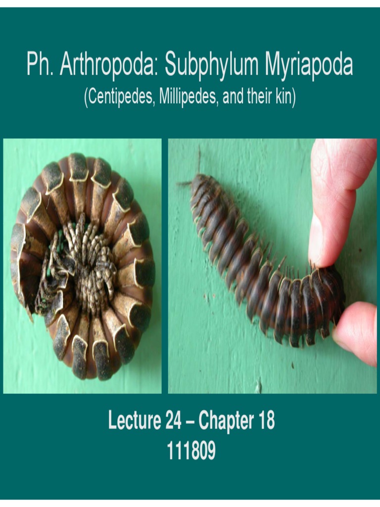 Ph. Arthropoda: Subphylum Myriapoda: (Centipedes, Millipedes, and Their ...
